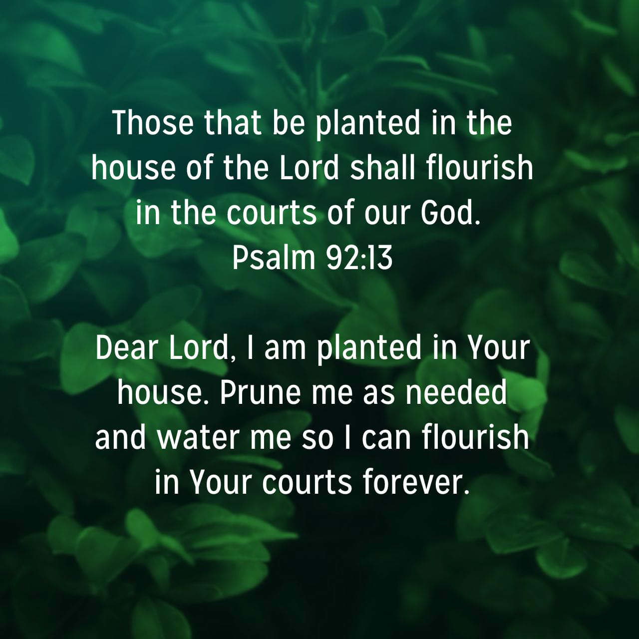 Psalm 92:13 Prayer | Praises & Phrases
